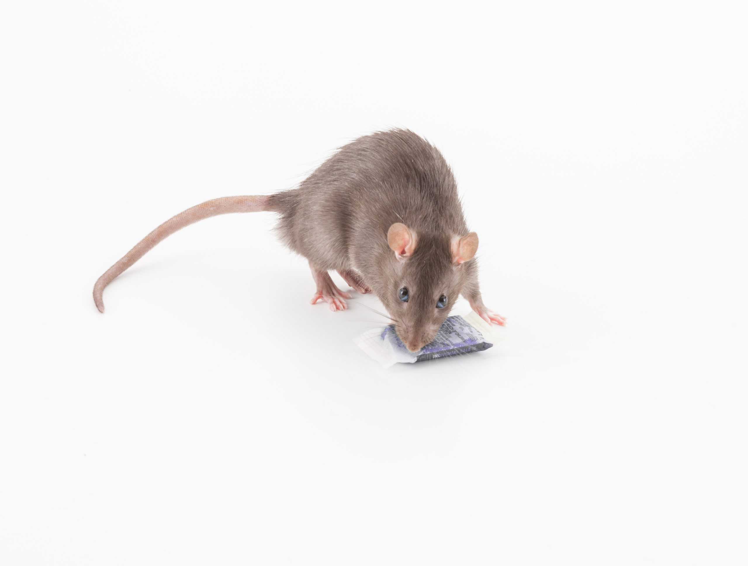 Rodents are a growing concern in Los Angeles : Bell Laboratories, INC.