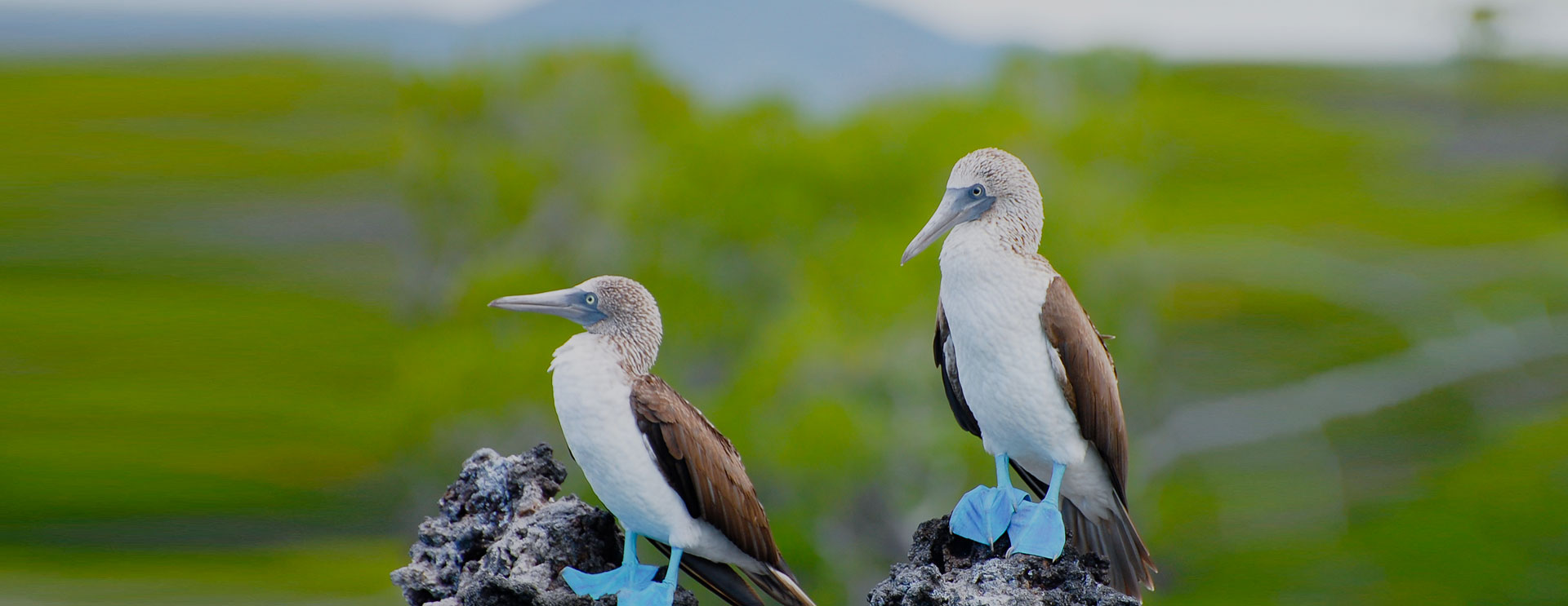 Rodent News : Bell Laboratories, INC.