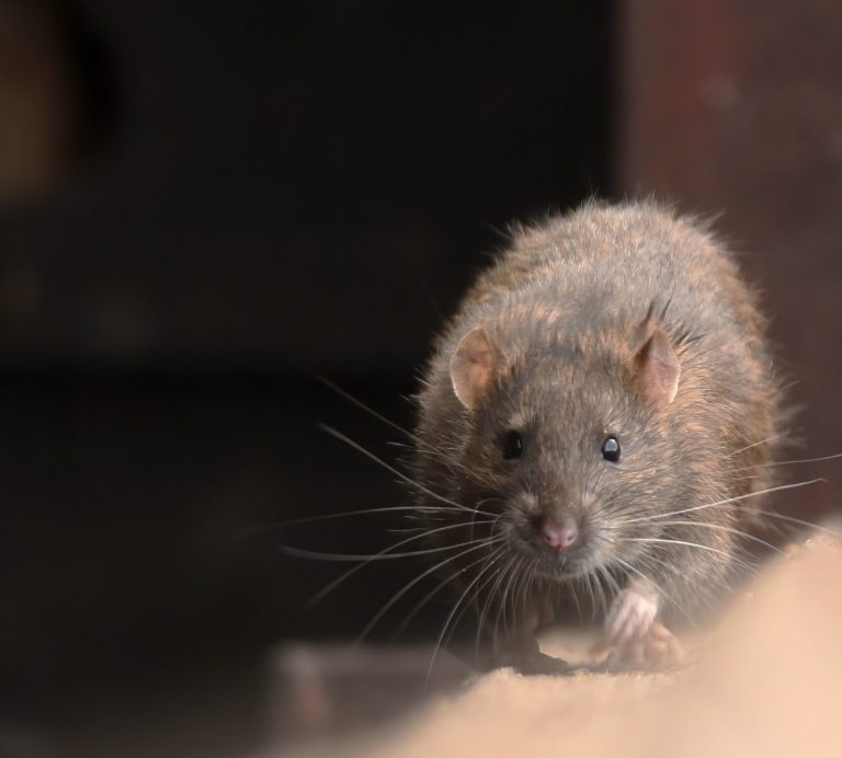 Rat Sightings Surge Across Canada as New Data Confirms Rising Activity ...