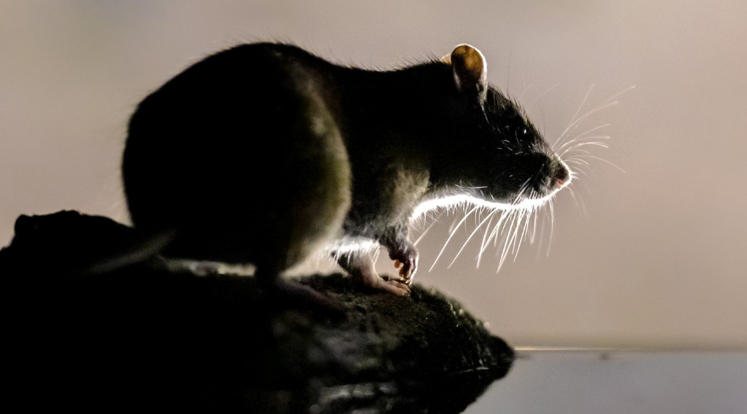 Rat activity surged in Ireland this year, expert shares key reason why ...