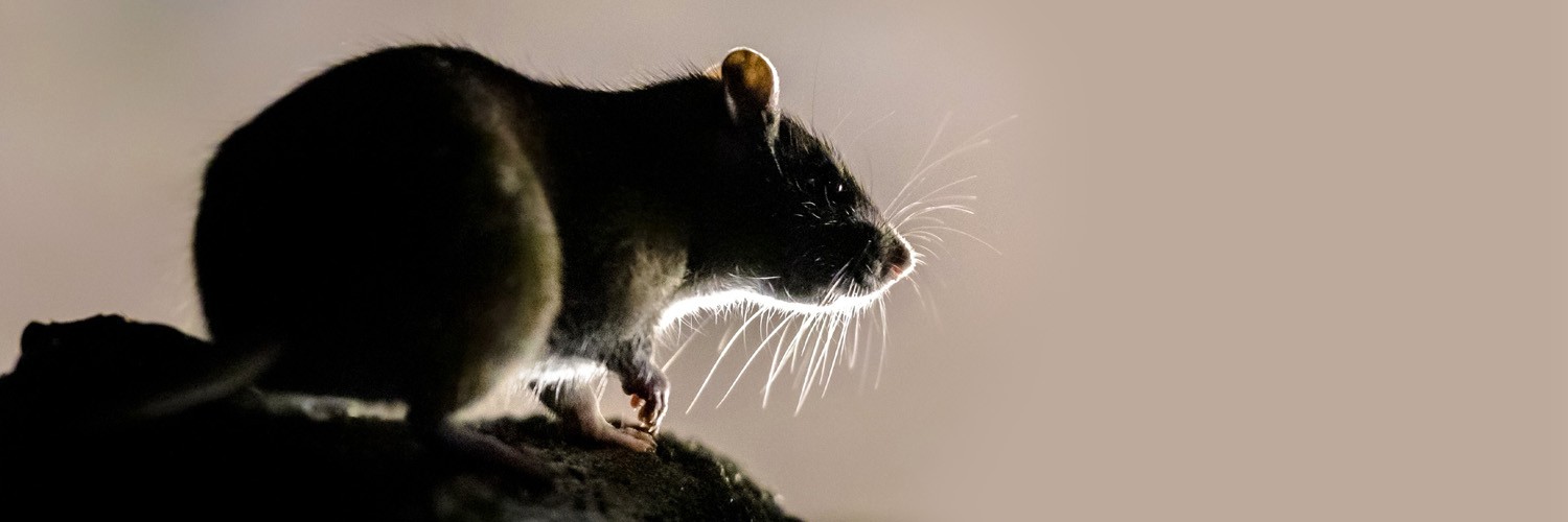 Map Reveals Most Rodent-Infested US States : Bell Laboratories, INC.